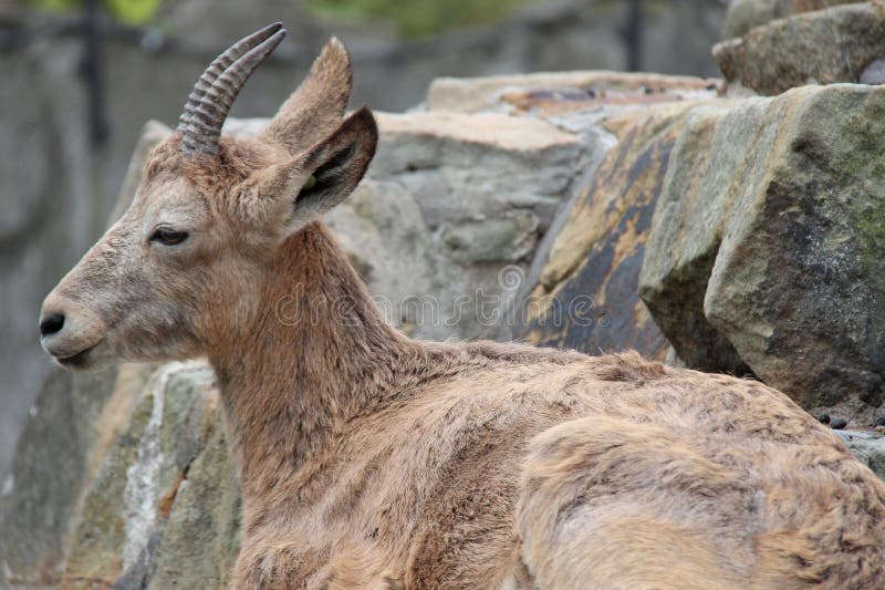 Wild Goat (ibex) in a Zoo in Berlin - Germany Editorial Photography ...