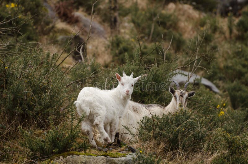 Wild goat in ireland stock image. Image of irish, scenery - 30428929