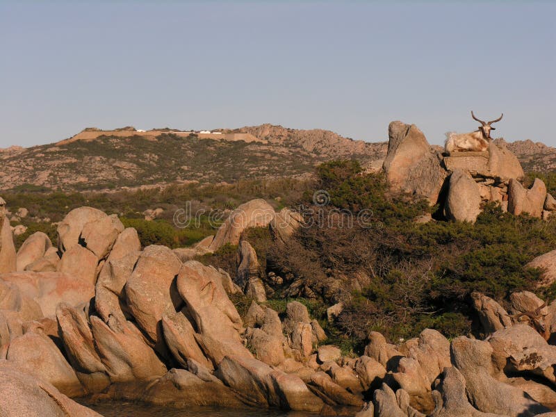 Wild island goat a stock image. Image of lonely, caprera - 138555613