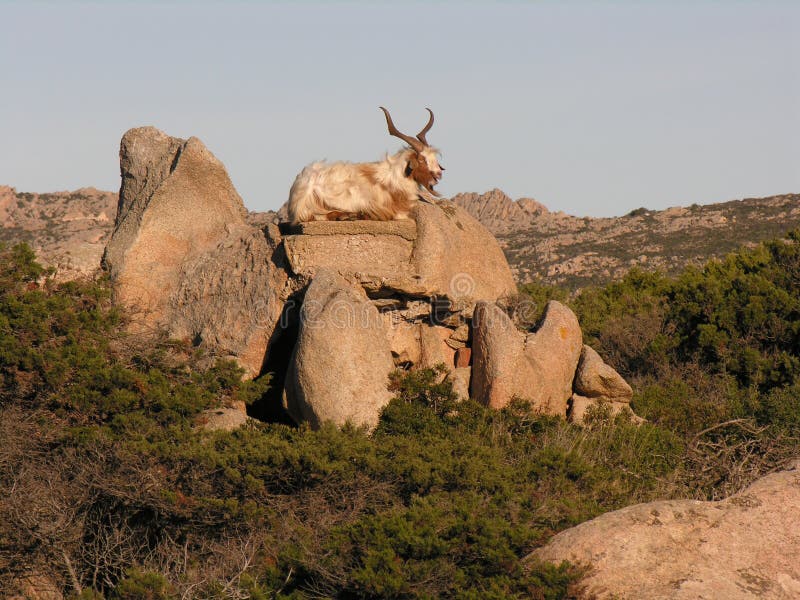 Wild island goat b stock photo. Image of reckless, island - 138555664