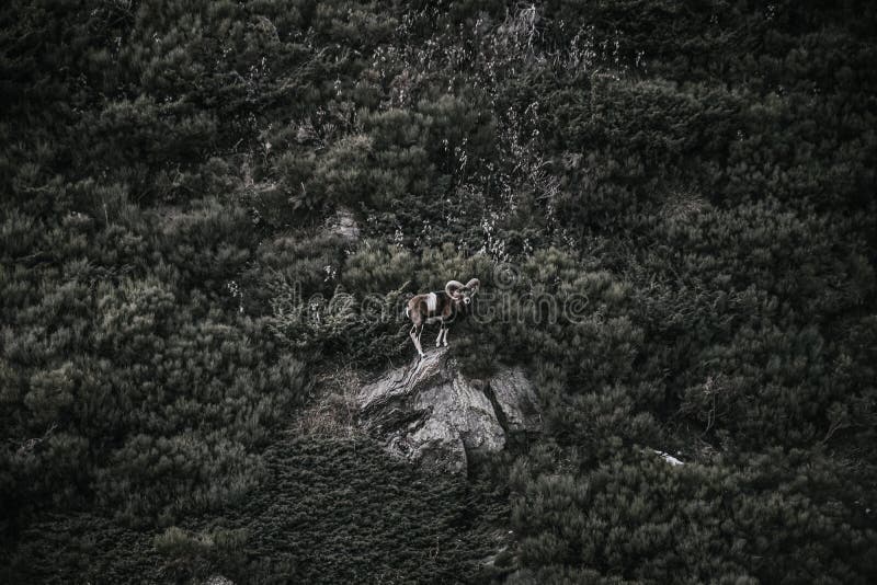 Wild Goat Looking from Afar on a Rock in the Middle of the Mountain ...