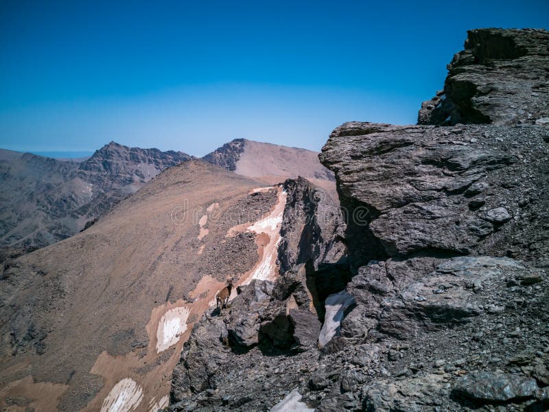 Wild Goat Over the Mulhacen Mountain Rocks Stock Photo - Image of goat ...