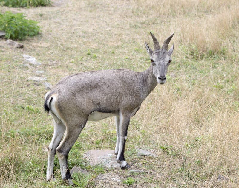 Wild goat stock photo. Image of idyllic, horned, grass - 33436618