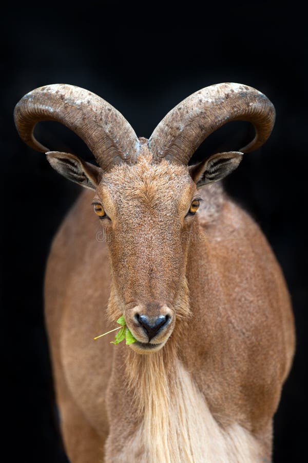 Goat Portrait stock image. Image of cheese, looking, farm - 54129949