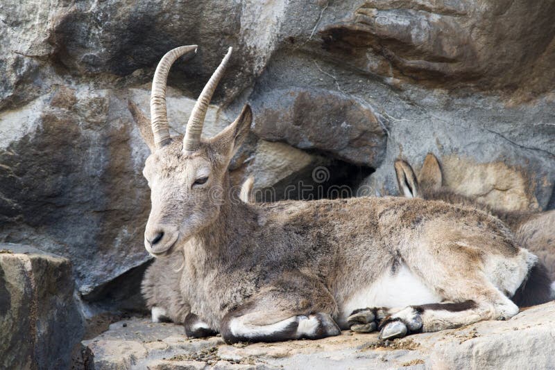 Goat resting on straw stock photo. Image of horned, capra - 14116062
