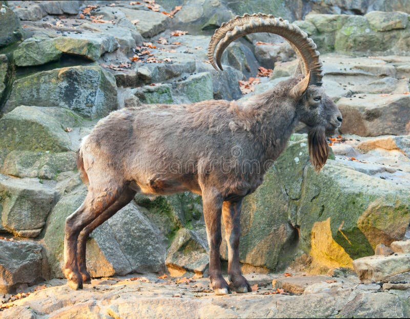 A wild goat on the rock stock image. Image of power, agile - 17458221