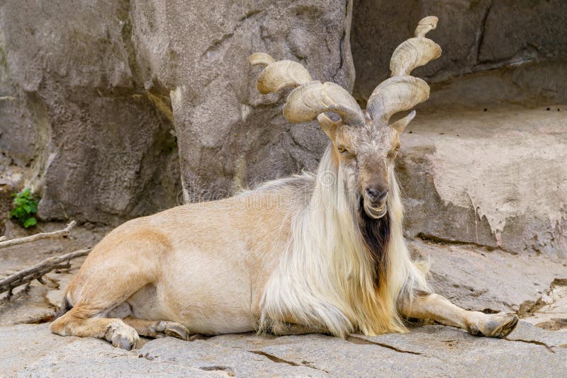 Wild goat on the rock. stock image. Image of horn, color - 251926869