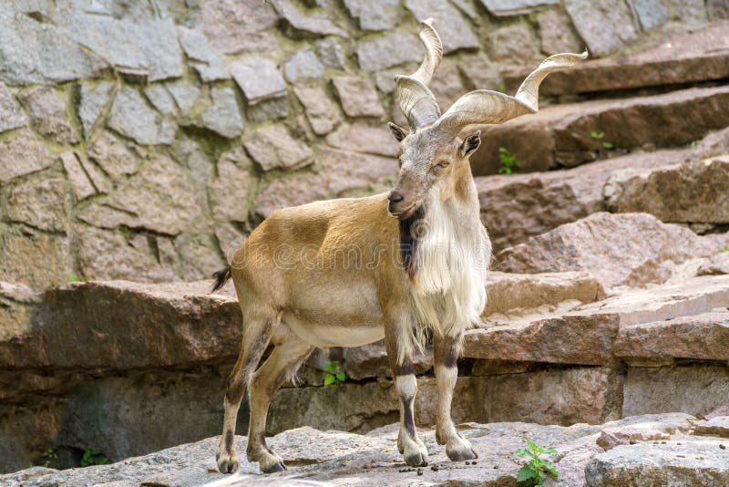 Wild goat on the rock. stock image. Image of national - 251926981
