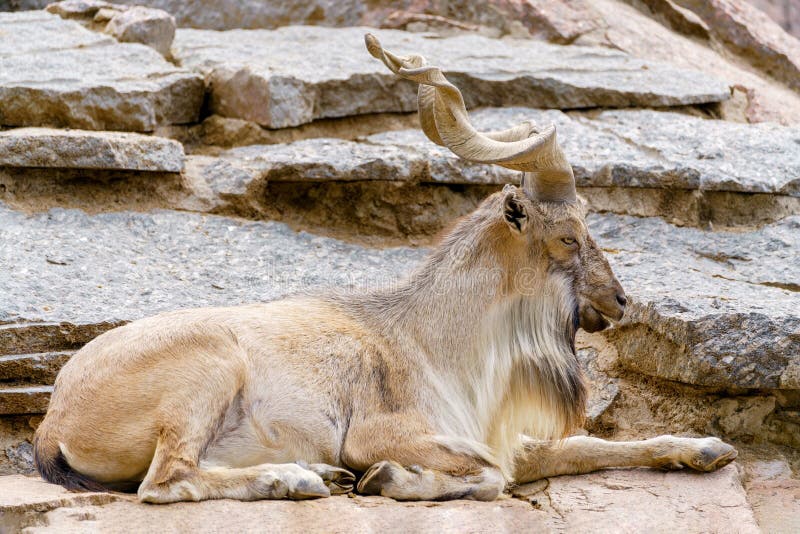 Wild Goat on the Rock. Herbivore in Nature Stock Image - Image of ...