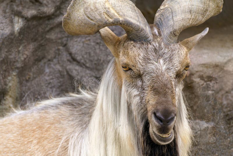 Wild Goat on the Rock. Herbivore in Nature Stock Photo - Image of range ...