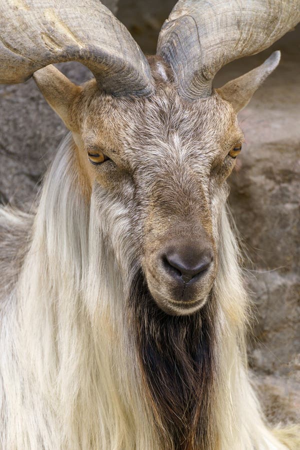 Wild Goat on the Rock. Herbivore in Nature Stock Photo - Image of goat ...