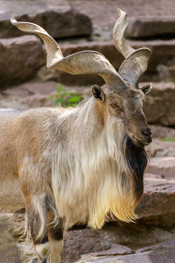 Wild Goat on the Rock. Herbivore in Nature Stock Photo - Image of park ...