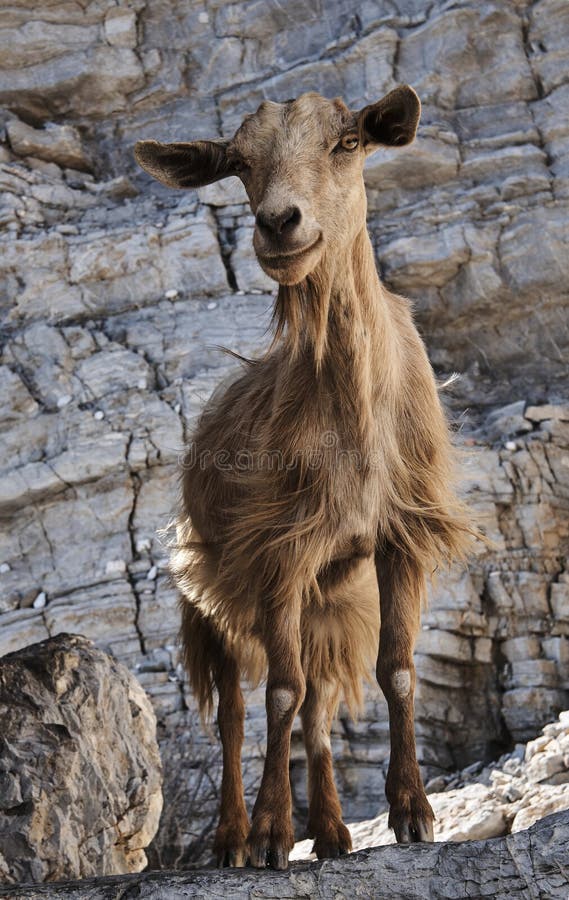 Wild goat in the rocks stock image. Image of rocks, head - 95980397