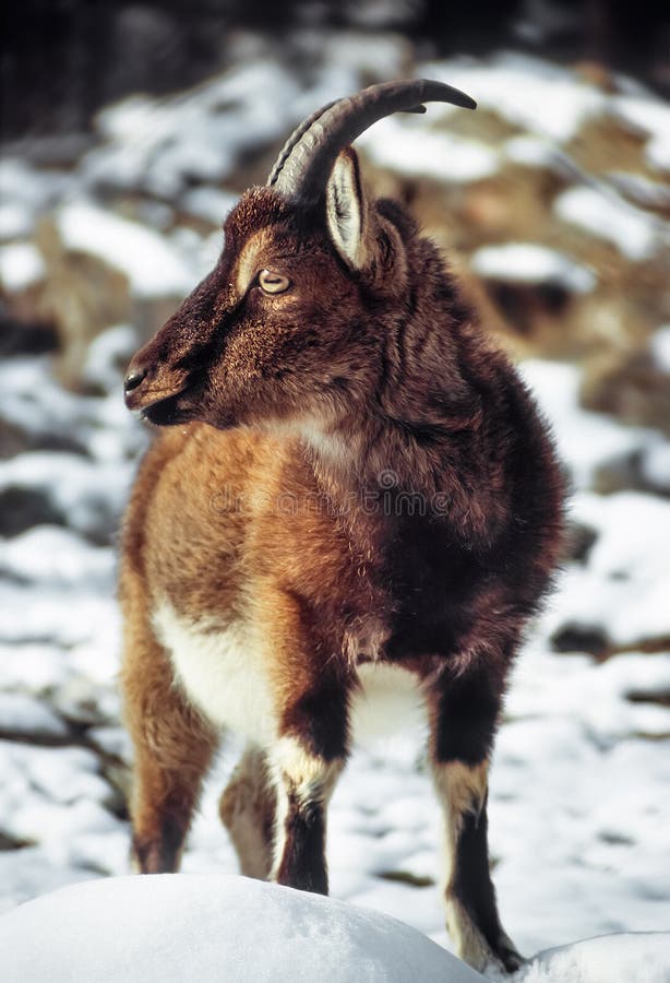 Wild goat in snow stock photo. Image of terrain, aegagrus - 64961752