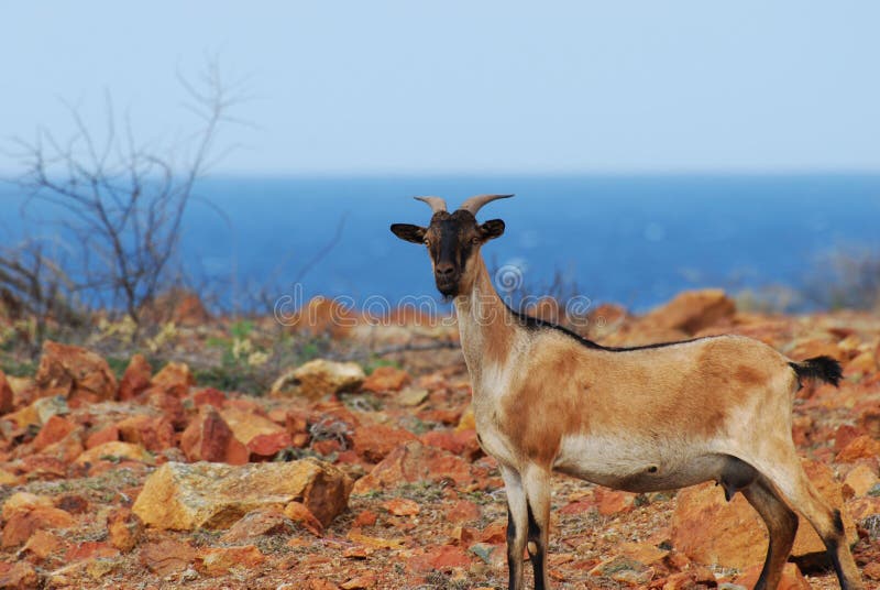Wild Goat Standing on a Cliff in Aruba Stock Image - Image of farm ...