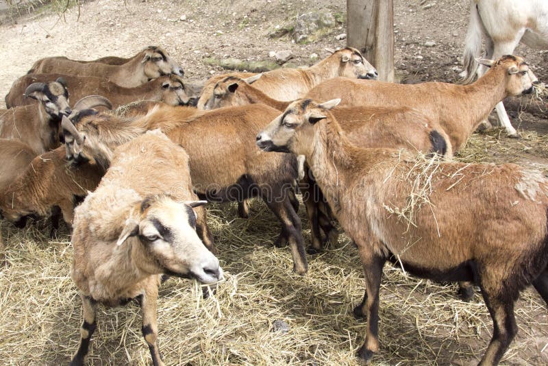 Wild goat stock image. Image of hoof, domestic, gaze - 51740549