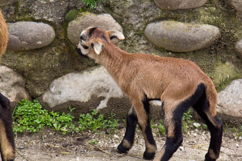 Wild goat stock image. Image of leader, hoof, mammal - 52497951