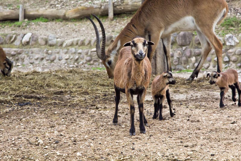 Wild goat stock image. Image of hoofed, highland, domestic - 53961525