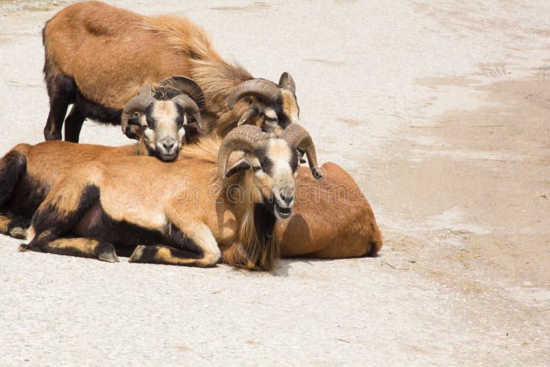 Wild goat stock photo. Image of nature, side, livestock - 63538822