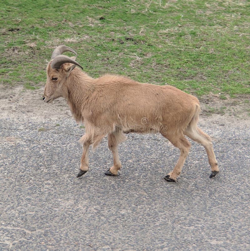 Wild Goat Walking Along a Road Stock Photo - Image of beautiful, cattle ...