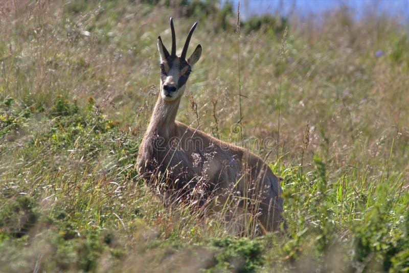 Wild goat stock image. Image of goat, animal, safari - 159499537
