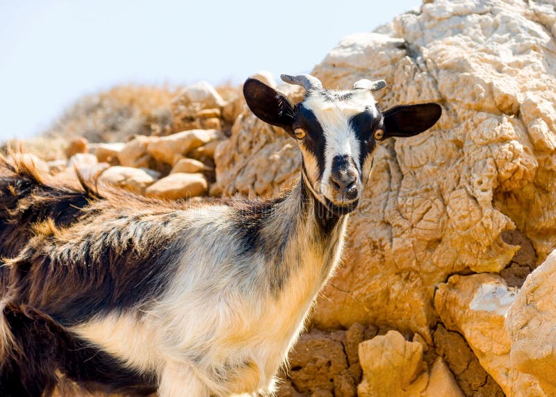 Wild goat stock photo. Image of female, countryside, looking - 40082164