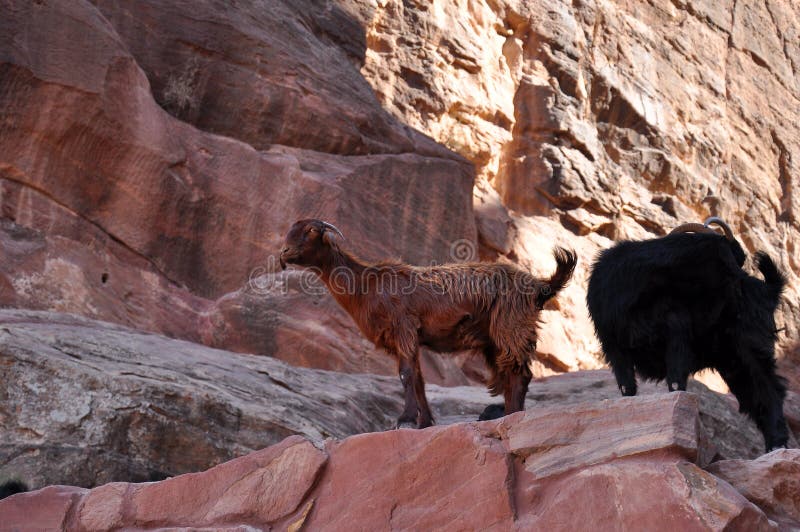 Wild goats stock photo. Image of mountain, rock, climb - 27767052