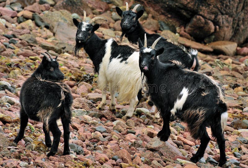 Wild Goats (Capra Aegagrus Hircus) Scotland Stock Photo - Image of ...