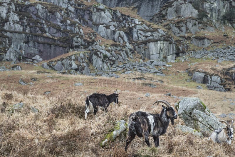 Wild Goats in the Galloway Forest Park in Scotland. Stock Photo - Image ...