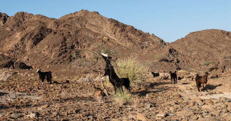 Wild Goats in the Omani Desert Stock Photo - Image of wild, mammals ...