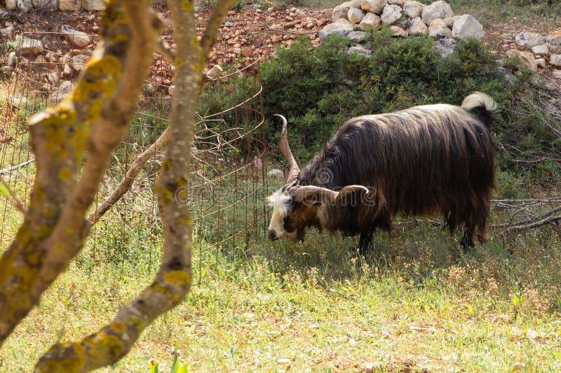 Wild Goats Under the Sun on the Field Stock Image - Image of farm ...