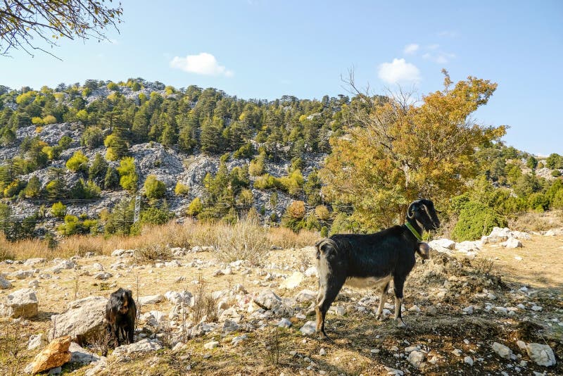 Wild Goats Walk the Mountains of Turkey Stock Image - Image of stones ...