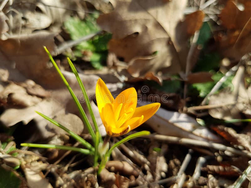 Wild golden crocus stock image. Image of gold, beauty - 143540739