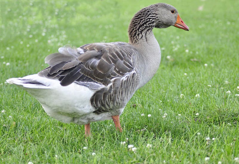Wild goose stock photo. Image of nature, park, crete - 15150636