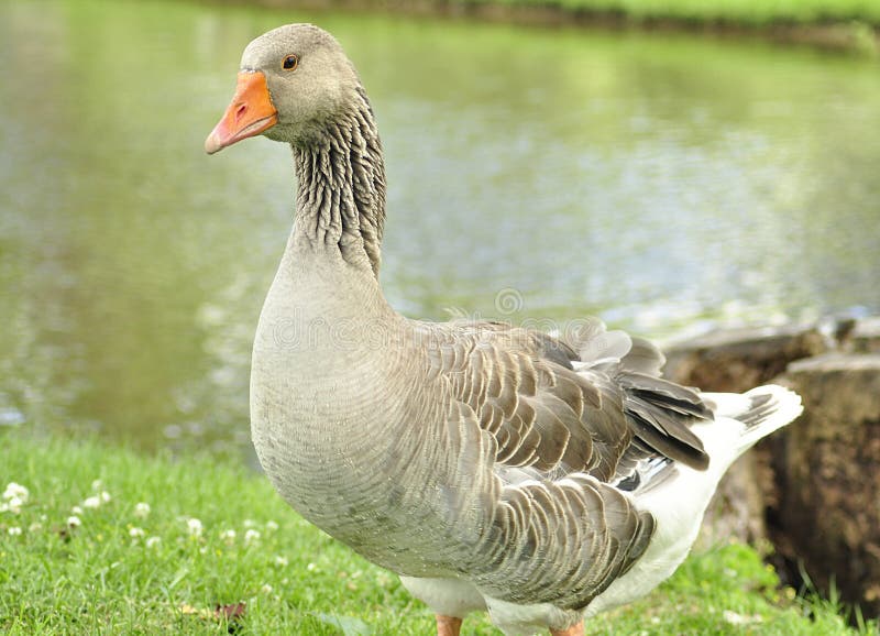 Wild goose stock image. Image of wild, park, outdoor - 15150659