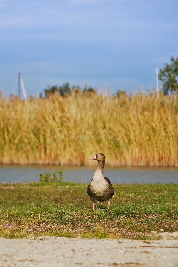 Wild goose stock photo. Image of lake, closeup, animal - 17112034