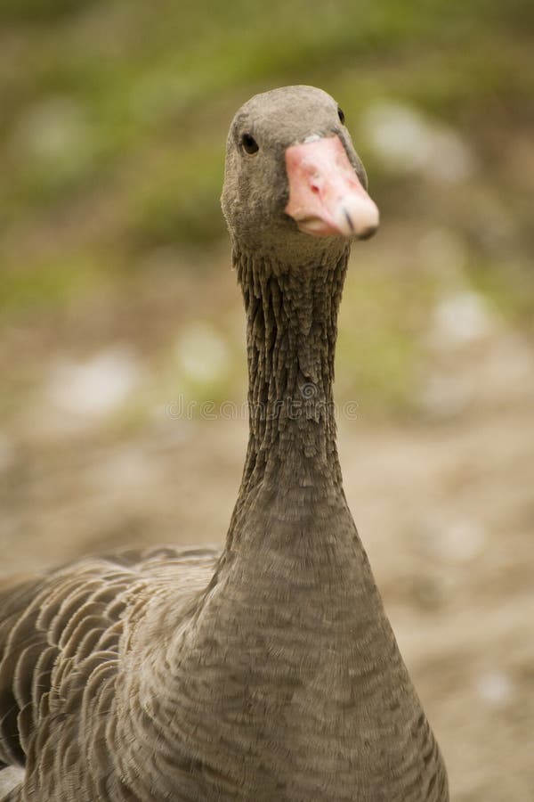 Wild goose bird waterfowl stock photo. Image of feather - 11206496