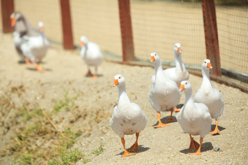 Wild goose chase stock image. Image of hill, lake, waddle - 20470033