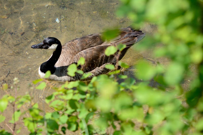 Wild Goose stock photo. Image of canadensis, foraging - 40783134