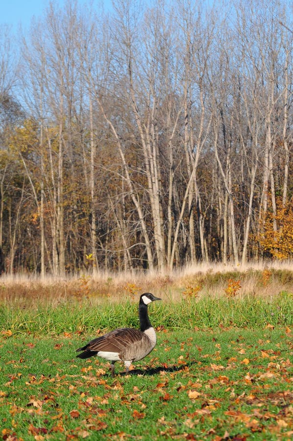 Wild goose on a clearing. stock image. Image of nature - 84763513