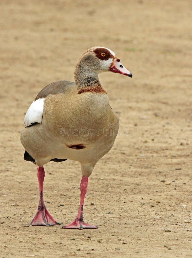 Wild Goose stock photo. Image of reflection, gosling - 89292462