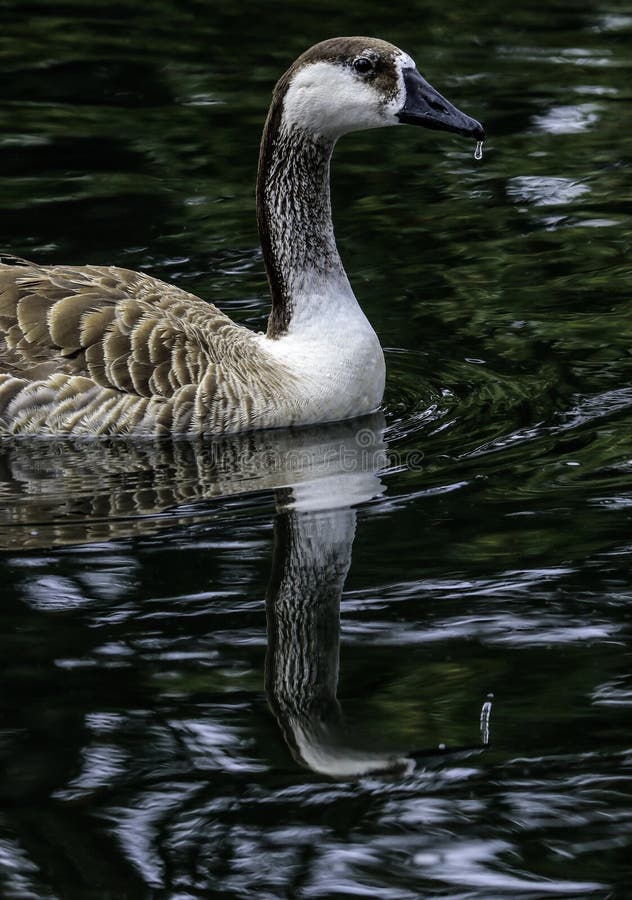 Wild Goose stock image. Image of aquatic, breed, nature - 99640211