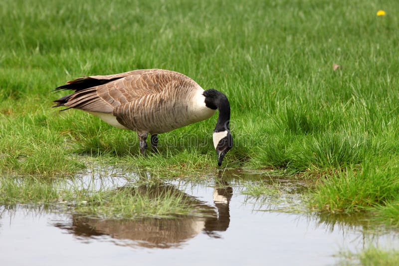 656 Wild Goose Drinking Water Stock Photos - Free & Royalty-Free Stock ...