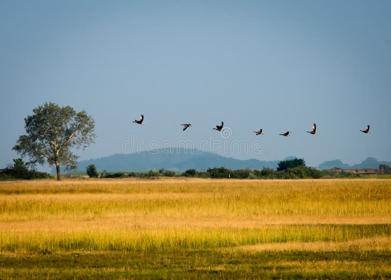Wild goose fly stock photo. Image of golden, dawn, migratory - 30007268