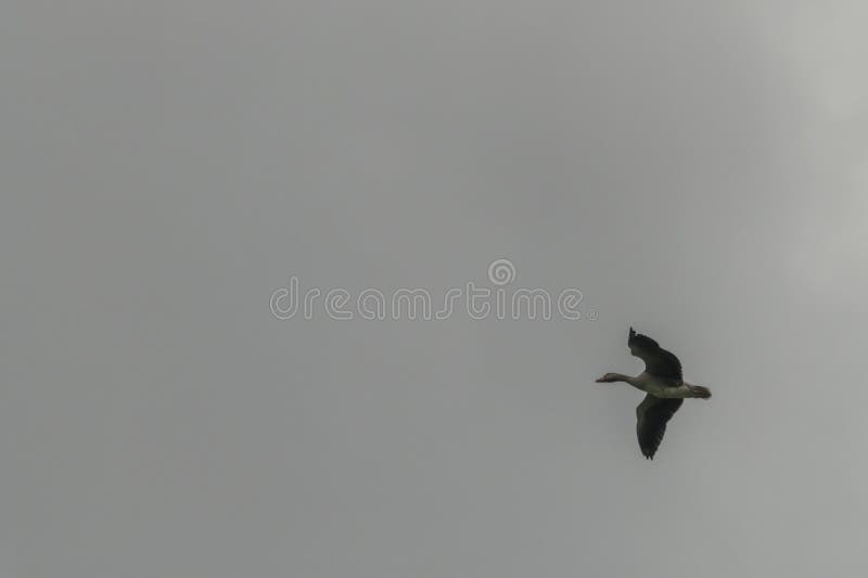 Wild Goose Flying Over Spring Pond with Cloudy Sky Stock Photo - Image ...
