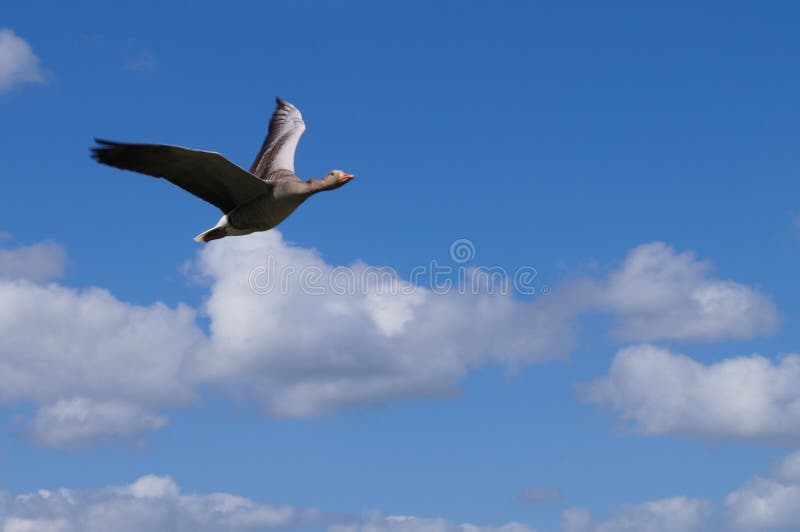 Wild Goose Flying in the Sky. Stock Image - Image of european, blue ...