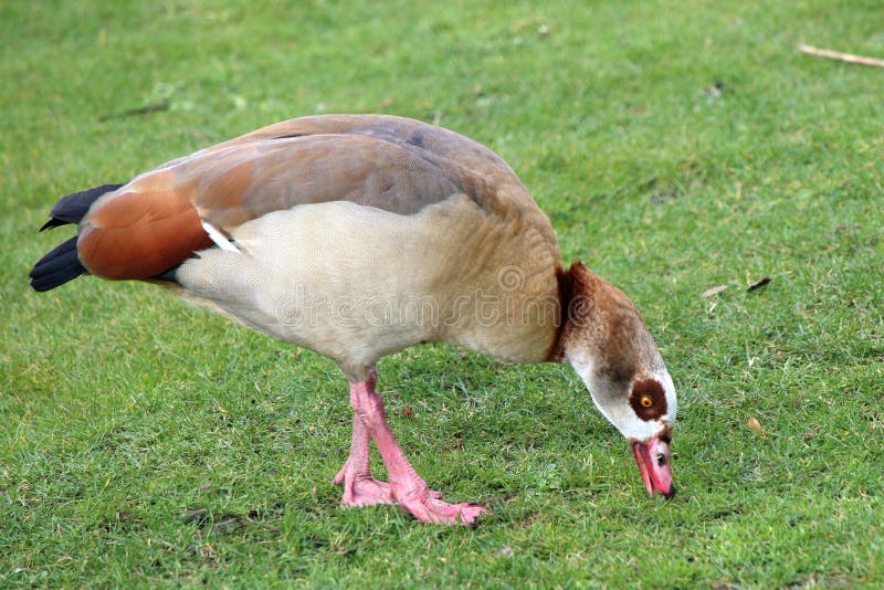 A wild goose in a garden stock image. Image of nature - 247875973