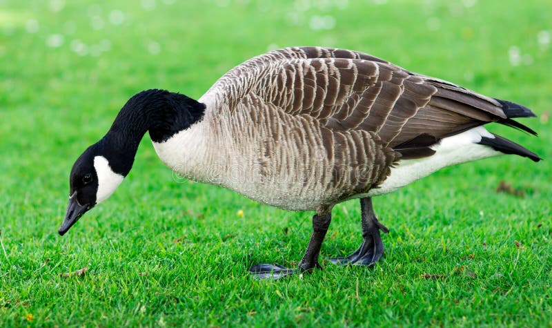 Wild Goose, Geese Eating Grass in the Park. United Kinghdom, Devon ...