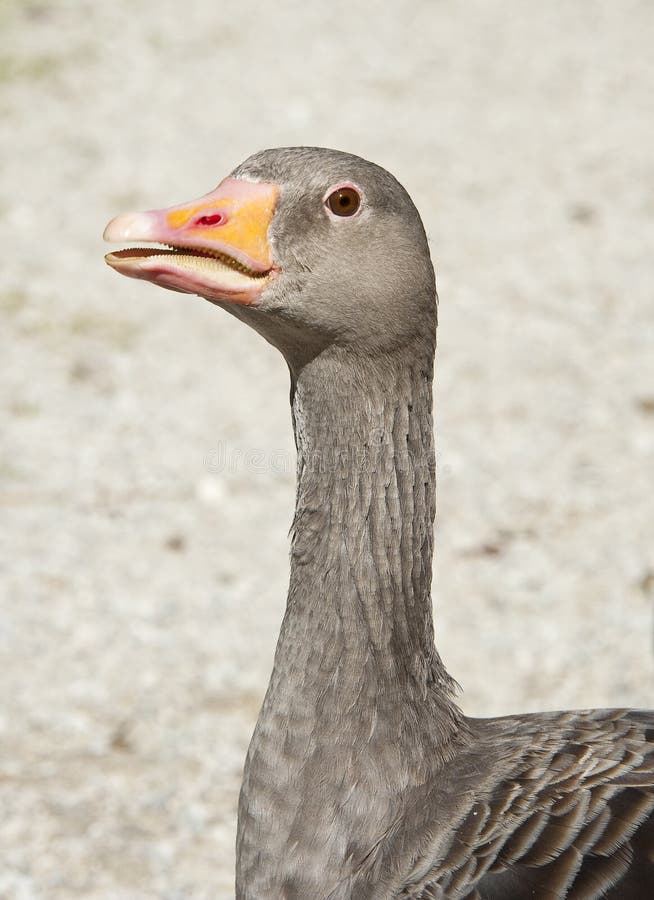 Wild goose head stock image. Image of life, white, pond - 26213531