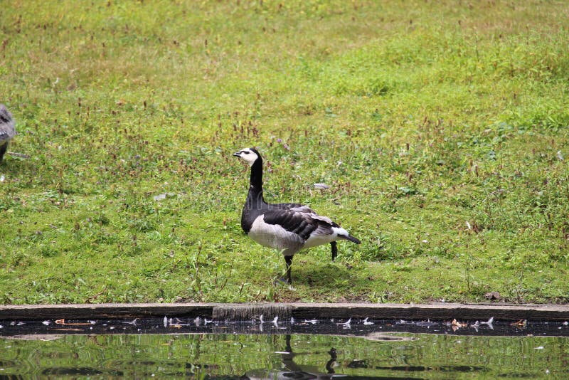 Wild Goose stock photo. Image of beak, white, gorilla - 122622992